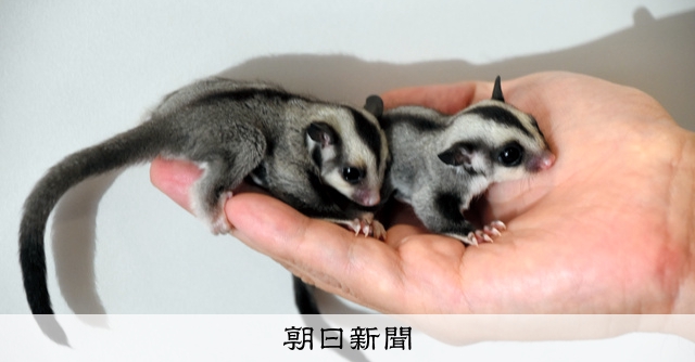 映画館のモモンガ、命名権いかが 売り上げで小中学生を上映会に招待 [兵庫県]：朝日新聞