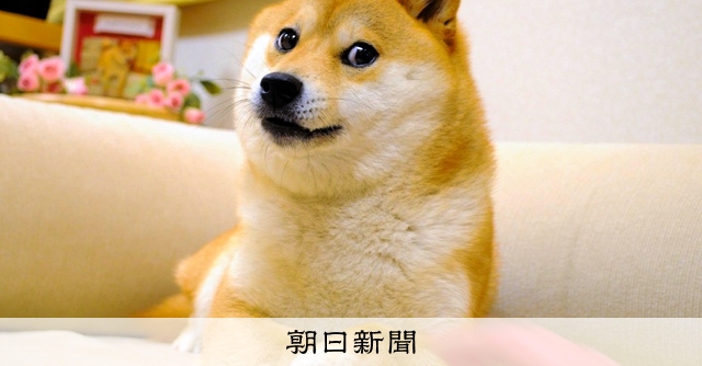 殺処分寸前から「世界一有名なシバイヌ」に その波瀾万丈な物語とは [千葉県]：朝日新聞