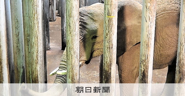アフリカゾウ、盛岡で人工授精 国内初、減る飼育頭数「未来への一歩に」：朝日新聞