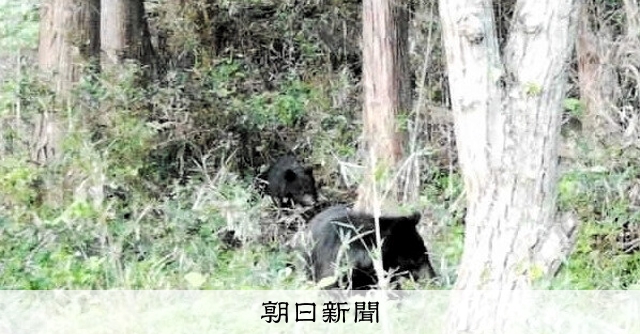 東京・八王子でまたクマ出没 ツキノワグマの親子か、被害の情報なし [東京都] [相次ぐクマ被害]：朝日新聞