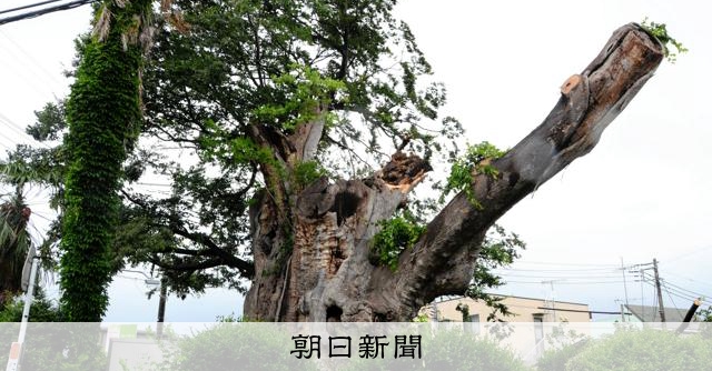 台風6号 天然記念物の枝折れ、線状降水帯が発生 警報「レベル4」 [神奈川県]：朝日新聞