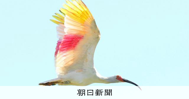 環境省が放鳥したトキの記録公表 石川能登で4羽確認 3羽「不明」：朝日新聞