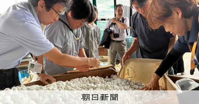 今年の春繭、品質よし 群馬県オリジナル品種など出荷 富岡市 [群馬県]：朝日新聞